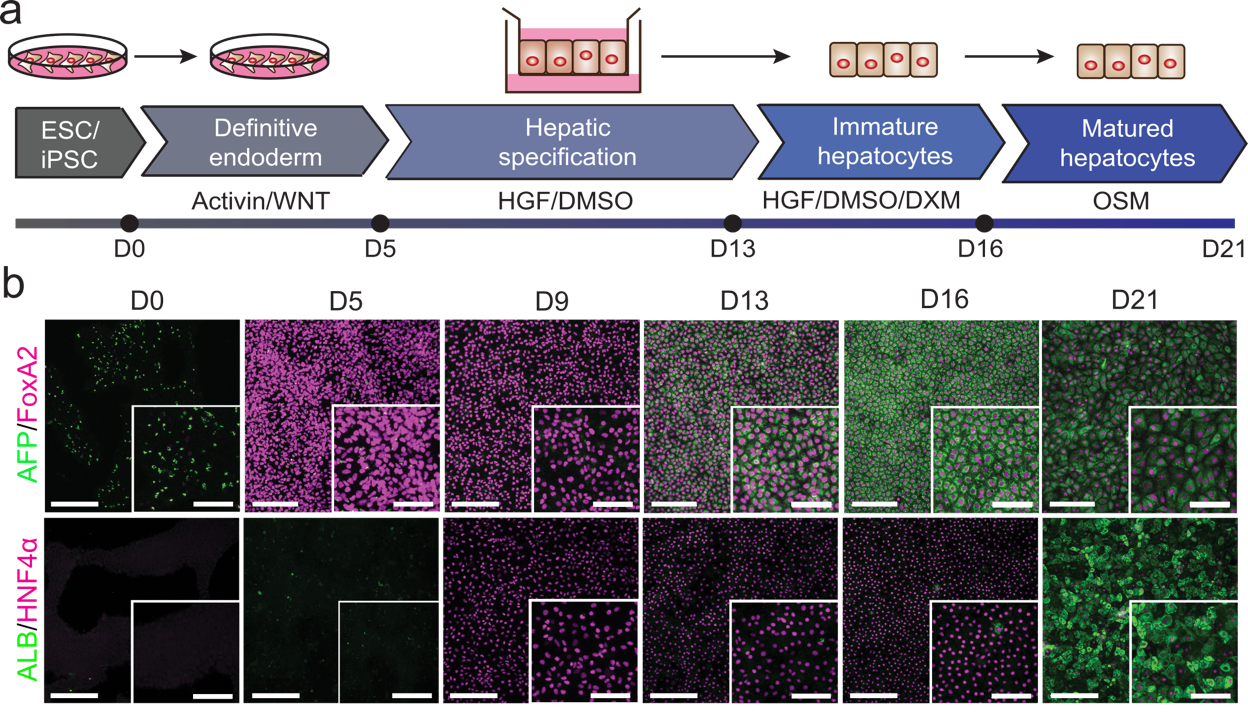 Hepatitis E Platform - Human embryonic and induced pluripotent stem ...