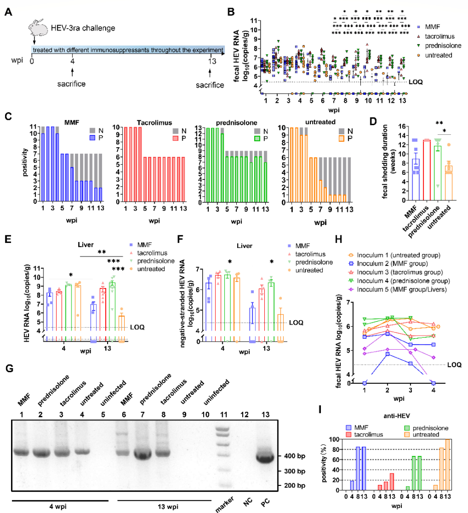 Hepatitis E Platform - Optimizing immunosuppression for establishing ...