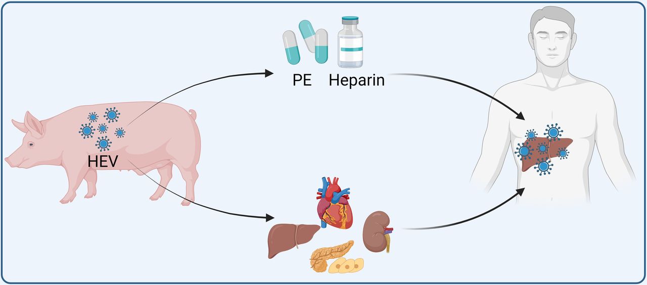 Hepatitis E Platform - Porcine-derived pancreatic enzyme replacement ...